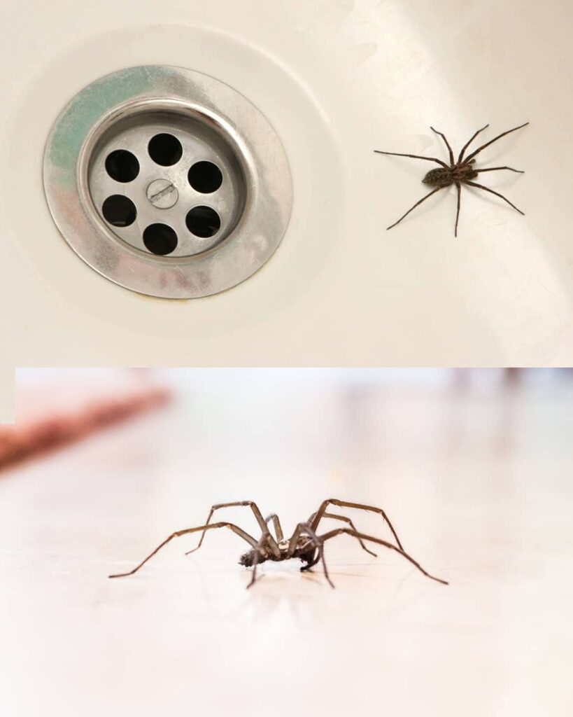 Invasion d'araignées : Décryptage et solutions écologiques pour votre ...